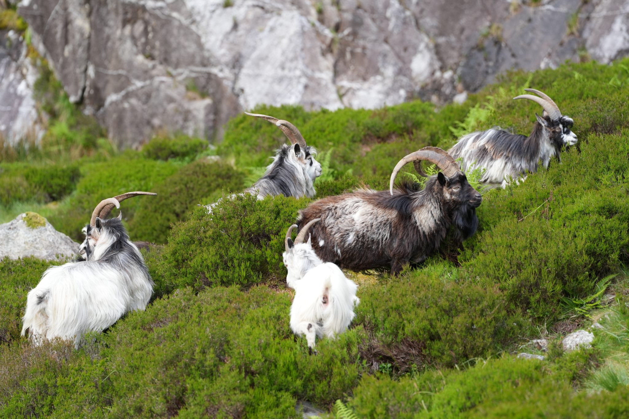 Wild Goats of the Ogwen Valley - wilderoutdoors.co.uk